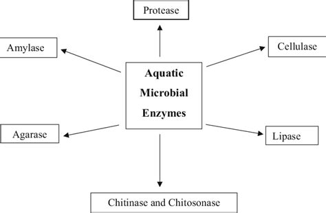 Aquatic Microbial Enzymes With Few Examples Download Scientific Diagram