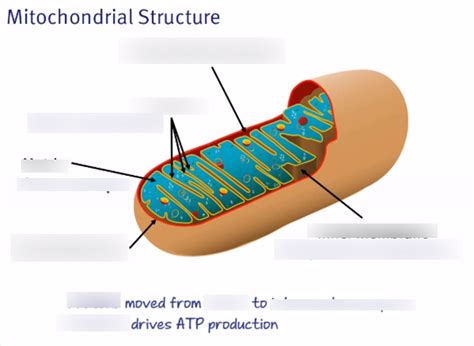Mitochondria Structure And Function Diagram Quizlet