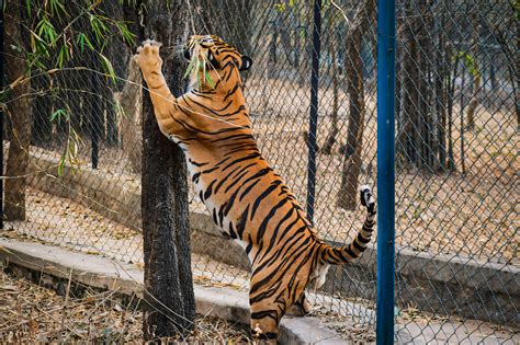 Tiger Behavior Photos Download The Best Free Tiger Behavior Stock