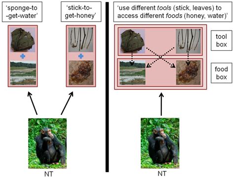 Comparison Of A Representational System Where Individuals Build Download Scientific Diagram