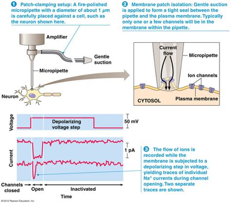 Chapter 13 Signal Transduction Flashcards Quizlet