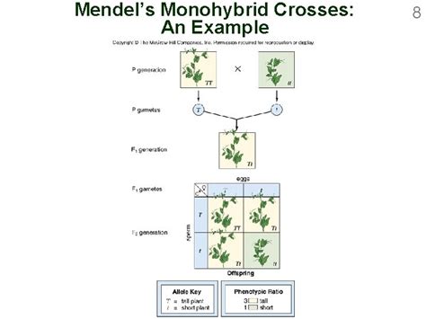 1 Ch 11 Outline Mendelian Inheritance Blending Inheritance