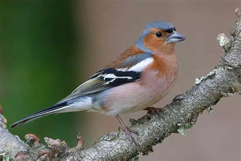 Birdstales