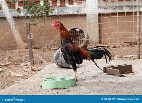 Gamecock Closeup Detail Animal Art Stock Image Image Of Thai Head