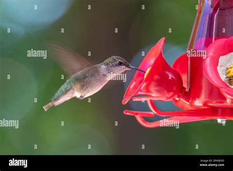 Female Ruby Throated Hummingbird Archilochus Colubris At Birdfeeder And Honeysuckle Bush Stock