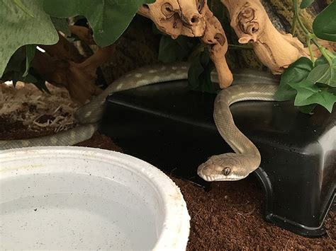 Pixie The Tanimbar Scrub Python