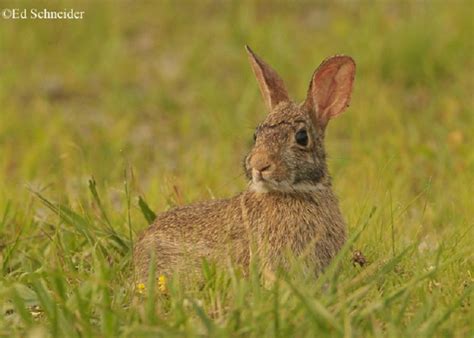 Eastern Cottontail Characteristics At Nicholas Ramsey Blog