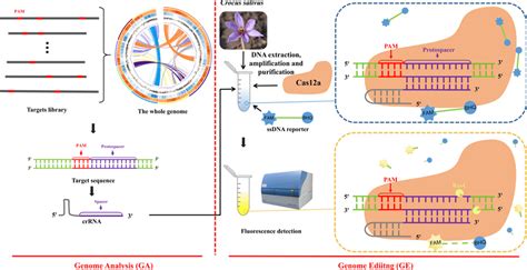The Strategy Of The Whole Genome Analysis And Genome Editing Gage The