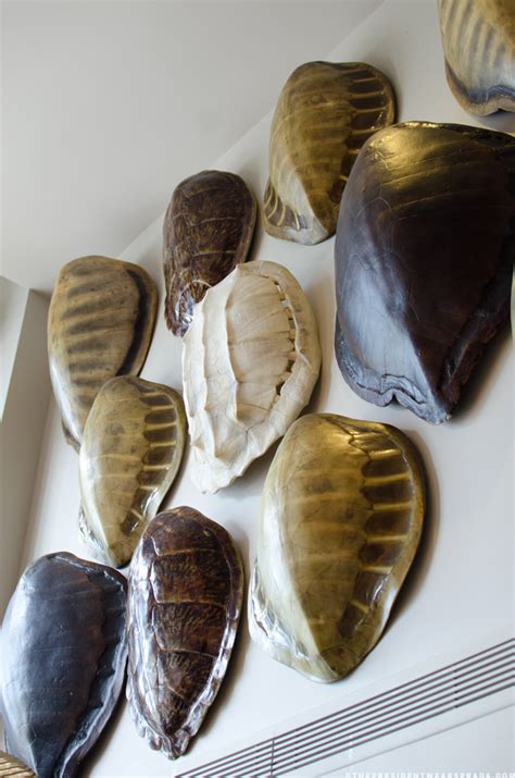 Decorating With Faux Tortoise Shells Driven By Decor