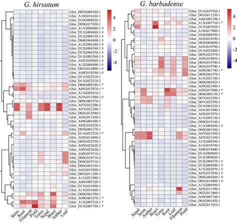 Expression Profiles Of The Zf Hd Genes In Different Tissues Fpkm ≥ 1 Download Scientific