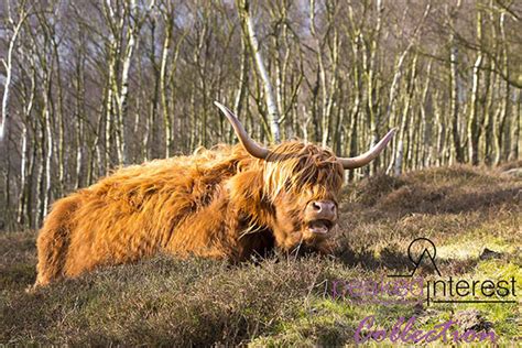 In Search Of Higland Cattle On Baslow Edge Peaked Interest
