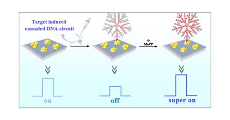 Homogeneous Multicycle Cascaded Dna Circuit For Sensitive Signal On