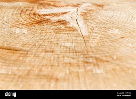 Closeup Shot Of A Cut Tree Pattern With Age Rings Great For Background Or Wallpaper Stock