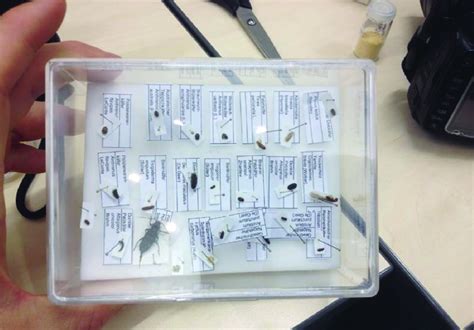 Insect Pest Collection Developed During A Course In Austria Together