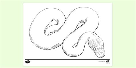 Python Colouring Page Colouring Sheets Teacher Made