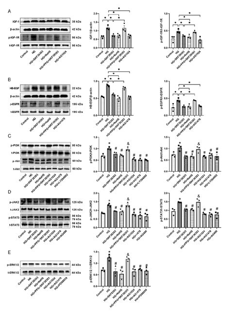 Effects Of Skf38393 And Nahs On Proliferation Related Pathways Of