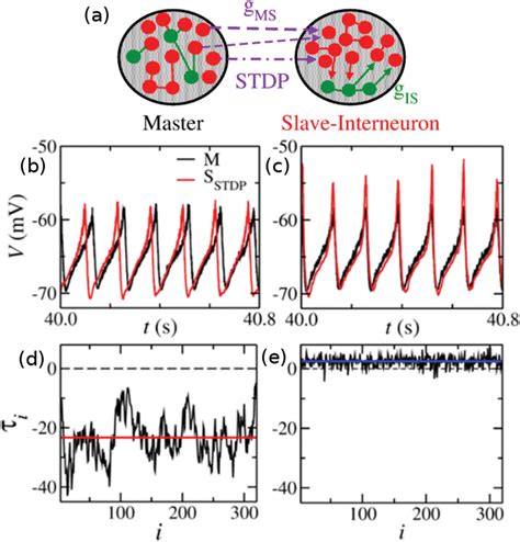 the interplay between phase difference and stdp in neuronal