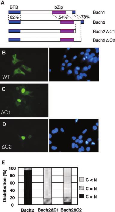 The C Terminal Region Of Bach2 Regulates Its Subcellular Localization