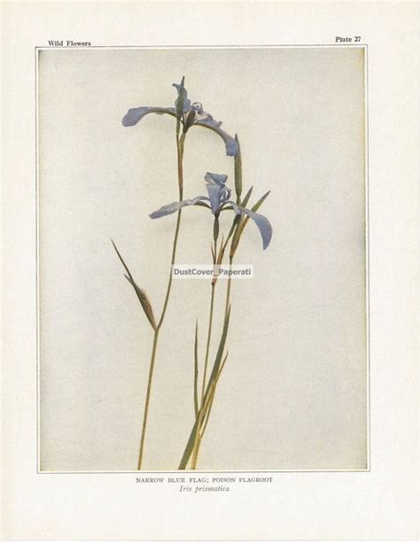 Color Plates Of Wild Flowers Larger Blue Flag And Narrow Blue Flag