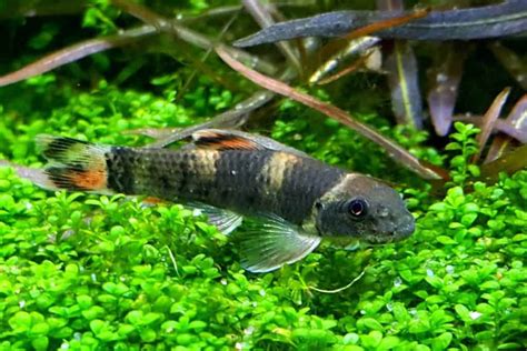 Panda Garra Detailed Guide Care Diet And Breeding Shrimp And