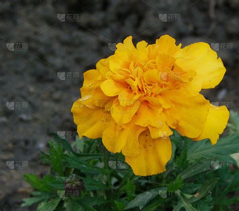 对技能树