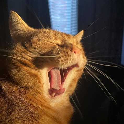 котэ прикольные картинки с кошками смешные картинки и другие приколы комиксы гиф анимация