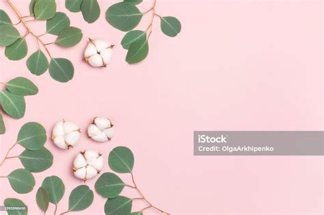 파스텔 핑크 배경에 면화 꽃과 녹색 유칼립투스 나뭇 가지 플랫 레이 상단보기 복사 공간 섬세한 면화 꽃이있는 꽃 구성 코튼 배경 0명에 대한 스톡 사진 및 기타 이미지
