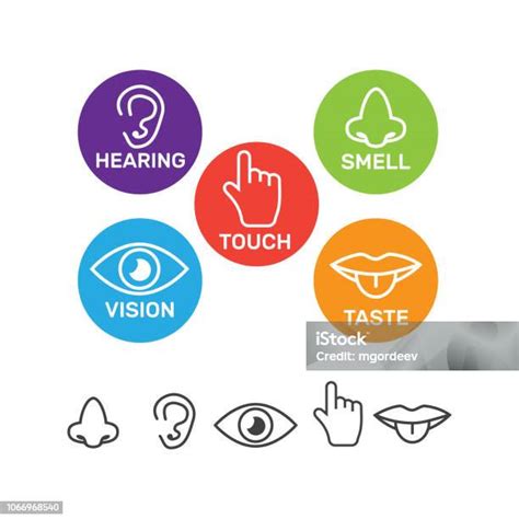 오 감 벡터 아이콘 설정된 격리 된 백색입니다 냄새와 볼 느낌과 그림 들 감각 지각에 대한 스톡 벡터 아트 및 기타 이미지 감각 지각 귀 부분 그리기 Istock