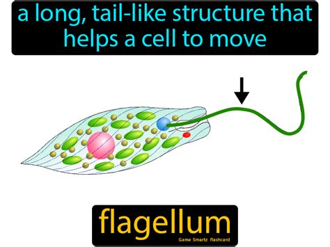 Flagellum Easy Science Learn Biology Medical School Stuff Easy