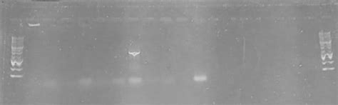 Solved Experiment 5 Polymerase Chain Reaction INTRODUCTION а | Chegg.com