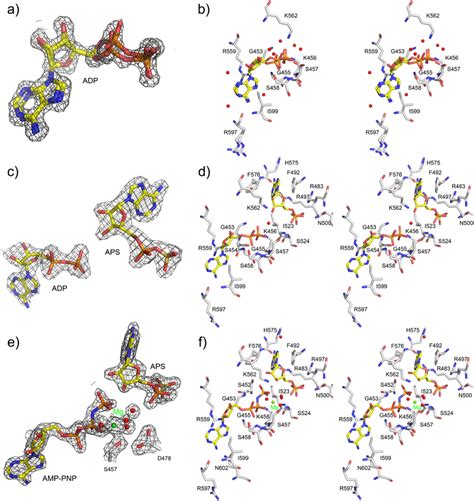 Binding Of Nucleotides In The Cysc•adp Cysc•adp•aps And Download Scientific Diagram
