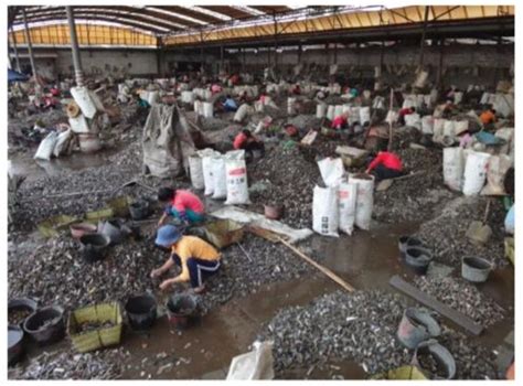 Hand Sorting On The Ground In Large Scale Recycling Of Imported