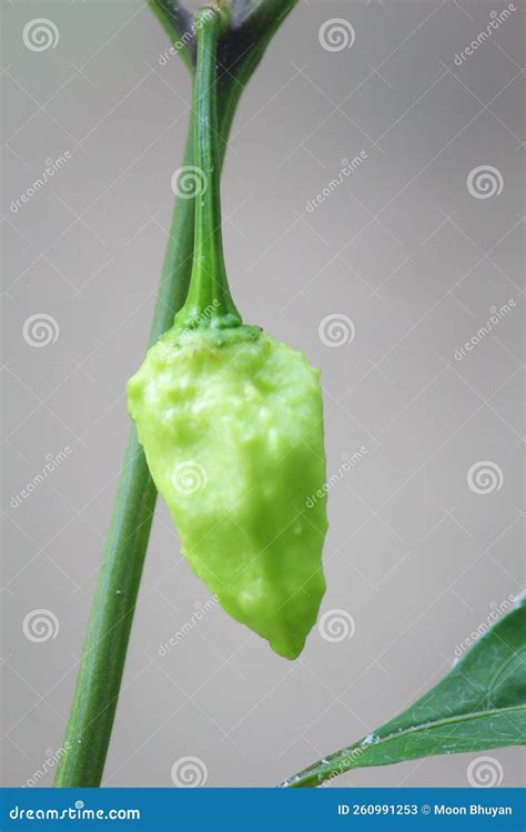 The Ghost Pepper Stock Image Image Of Flower Drink 260991253