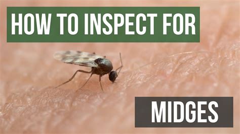 How To Get Rid Of Midges In Back Garden Fasci Garden