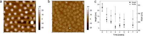 Microgel Degradation Afm Height Retraces Of Cross Linker Free