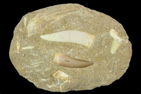 Fossil Plesiosaur Shark And Enchodus Teeth In Matrix Morocco 119668 For Sale