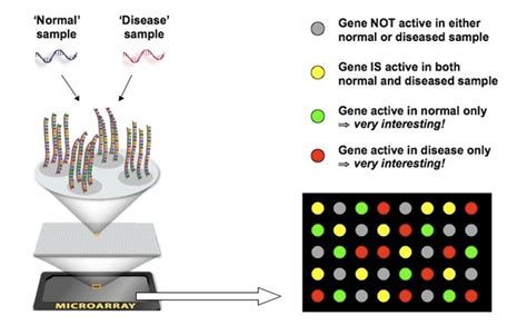 Cáncer De Mama Microarrays De Adn