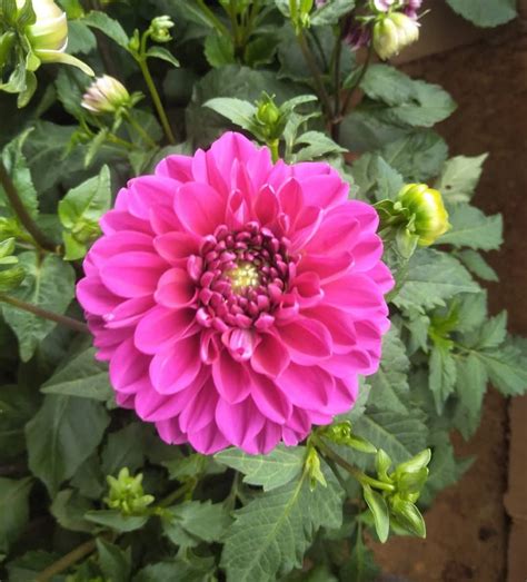 Manuldee Plant Manuldee Plant Nursery මනුල්දී පැළ තවාන