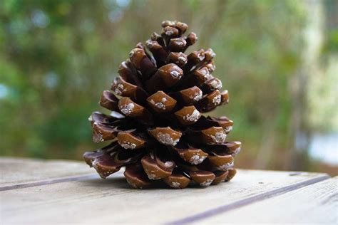 What Is Pinecone Ai A Guide To The Craze Behind Vector Databases Estuary