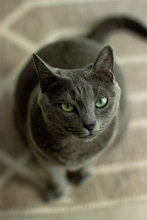 Russian Blue Cat Breed Profile Litter Robot