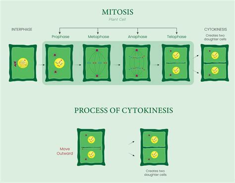Diagram Of Mitosis And Cytokinesis Illustration Showing Cell Division