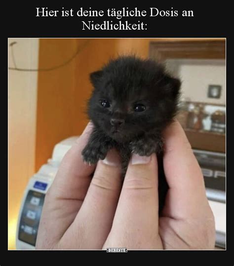 Hier Ist Deine Tägliche Dosis An Niedlichkeit Debestede