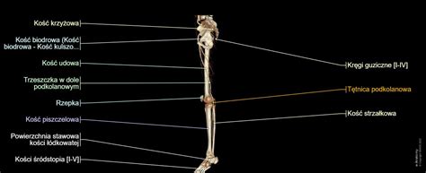 Noga Tętnice Kości 3d Normalna Anatomia E Anatomy