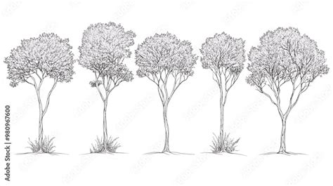 Architectural Drawings Minimal Style Cad Tree Line Drawing Side View