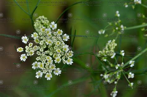 Herb Cumin Cuminum Cyminum Herbs Cumin Premier Seeds Direct Ltd