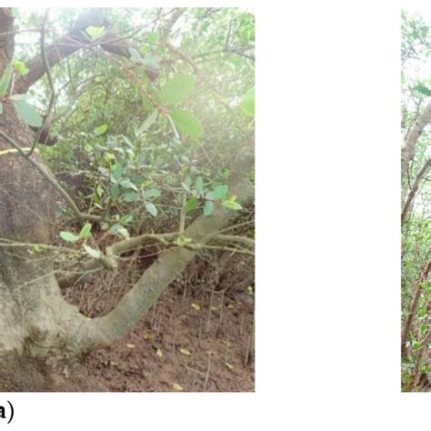 Mangrove Agb Measurements Of Different Species In The Biosphere Download Scientific Diagram