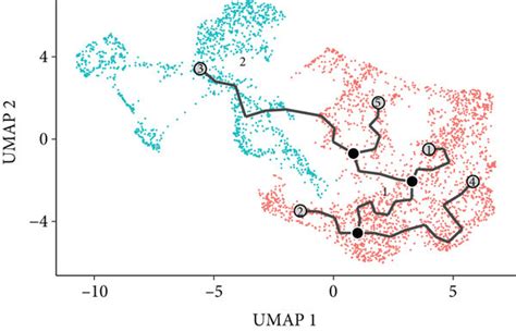 pseudo temporal differentiation trajectories and gene expression