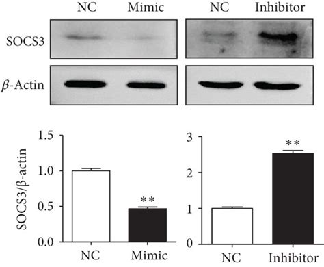 regulation of socs3 expression by mir 30a 5p a predicted binding