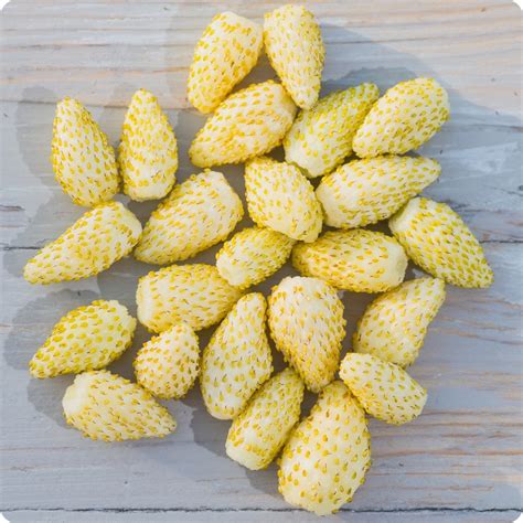 Strawberry Seeds Yellow Wonder Alpine The Incredible Seed Company Ltd