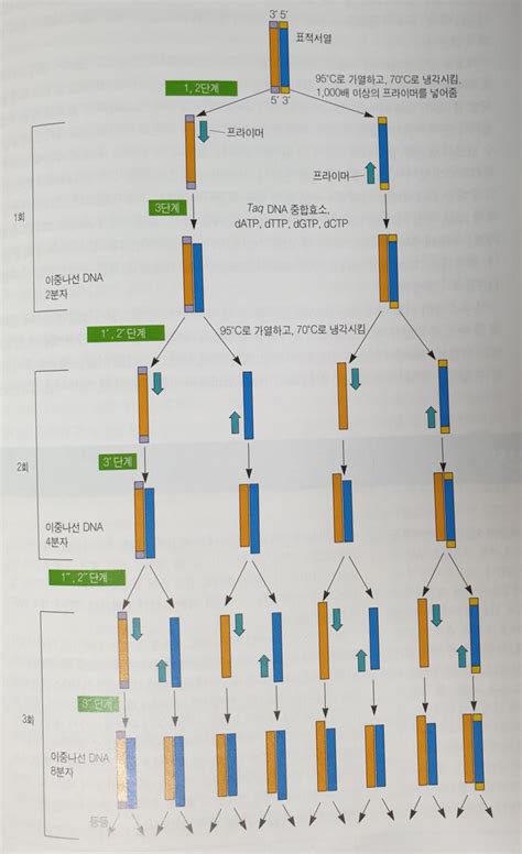 중합효소연쇄반응 모식도